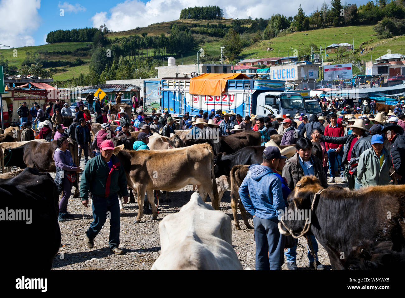 Cattle transport south america hi-res stock photography and images - Alamy