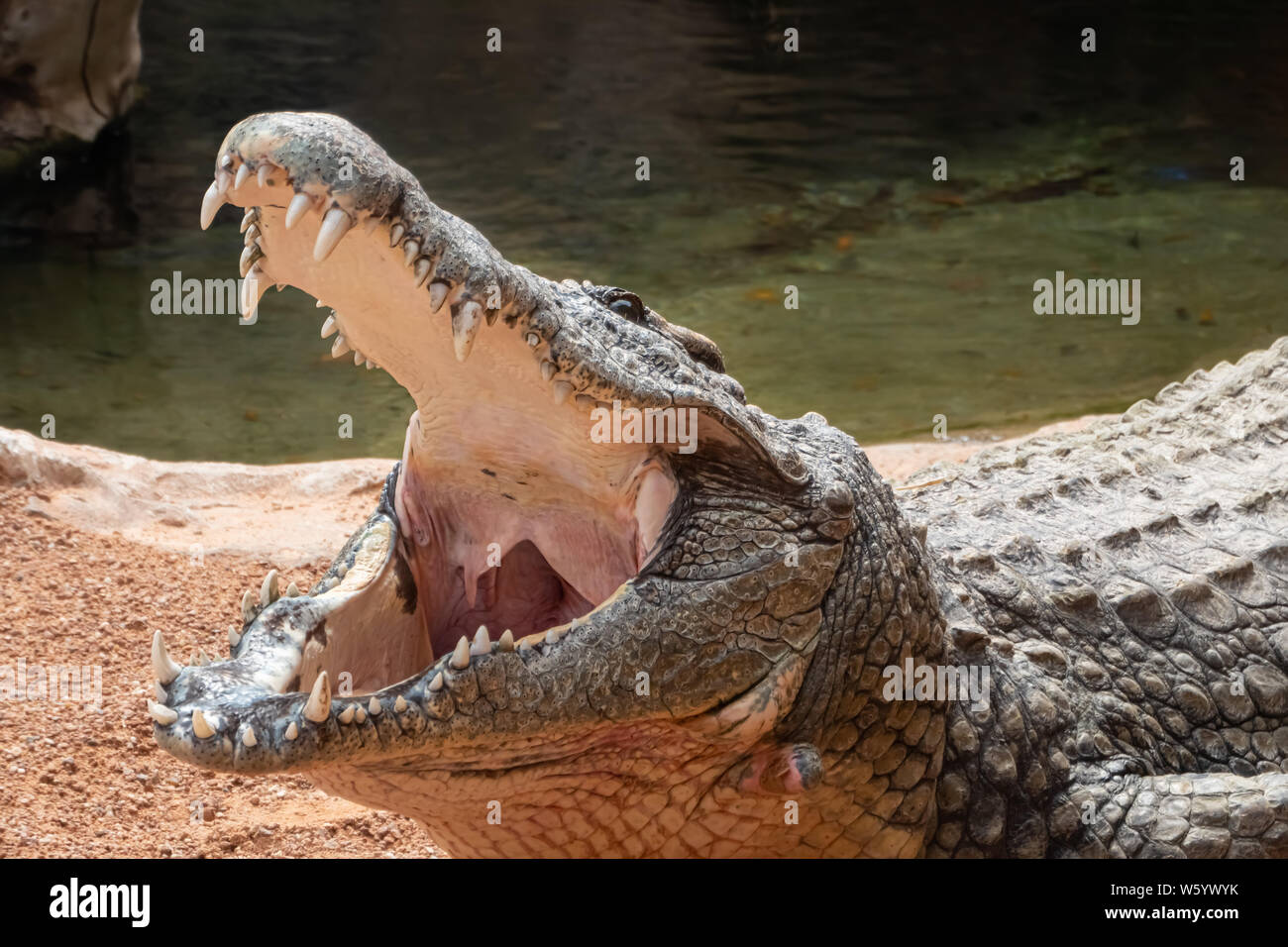 Nile crocodile (Crocodylus niloticus), the largest freshwater predator ...