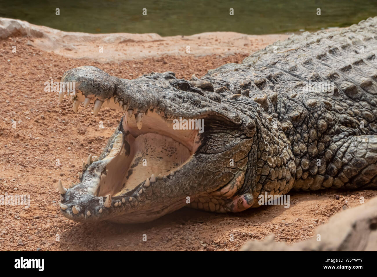 Nile crocodile (Crocodylus niloticus), the largest freshwater predator ...