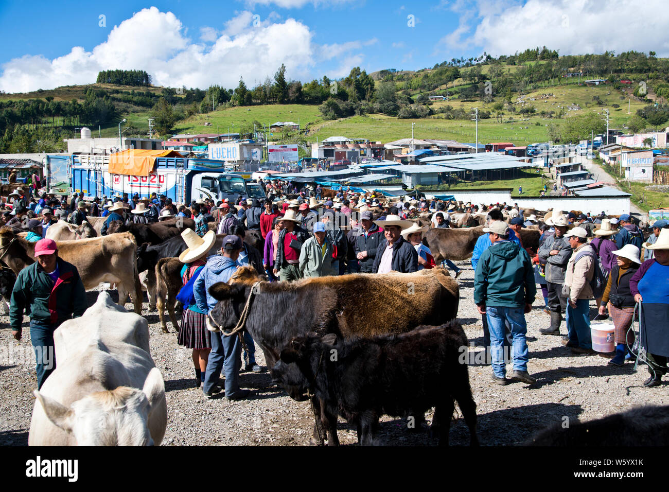 Sheep being sold market hi-res stock photography and images - Alamy