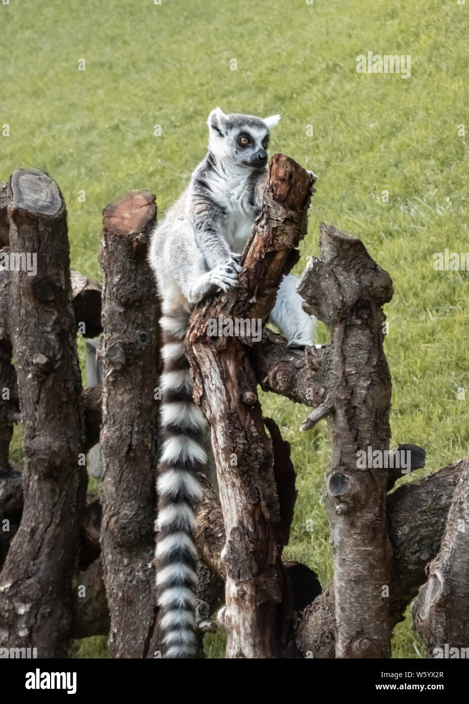 Ring-tailed lemur (Lemur catta), a large sprimate and the most ...