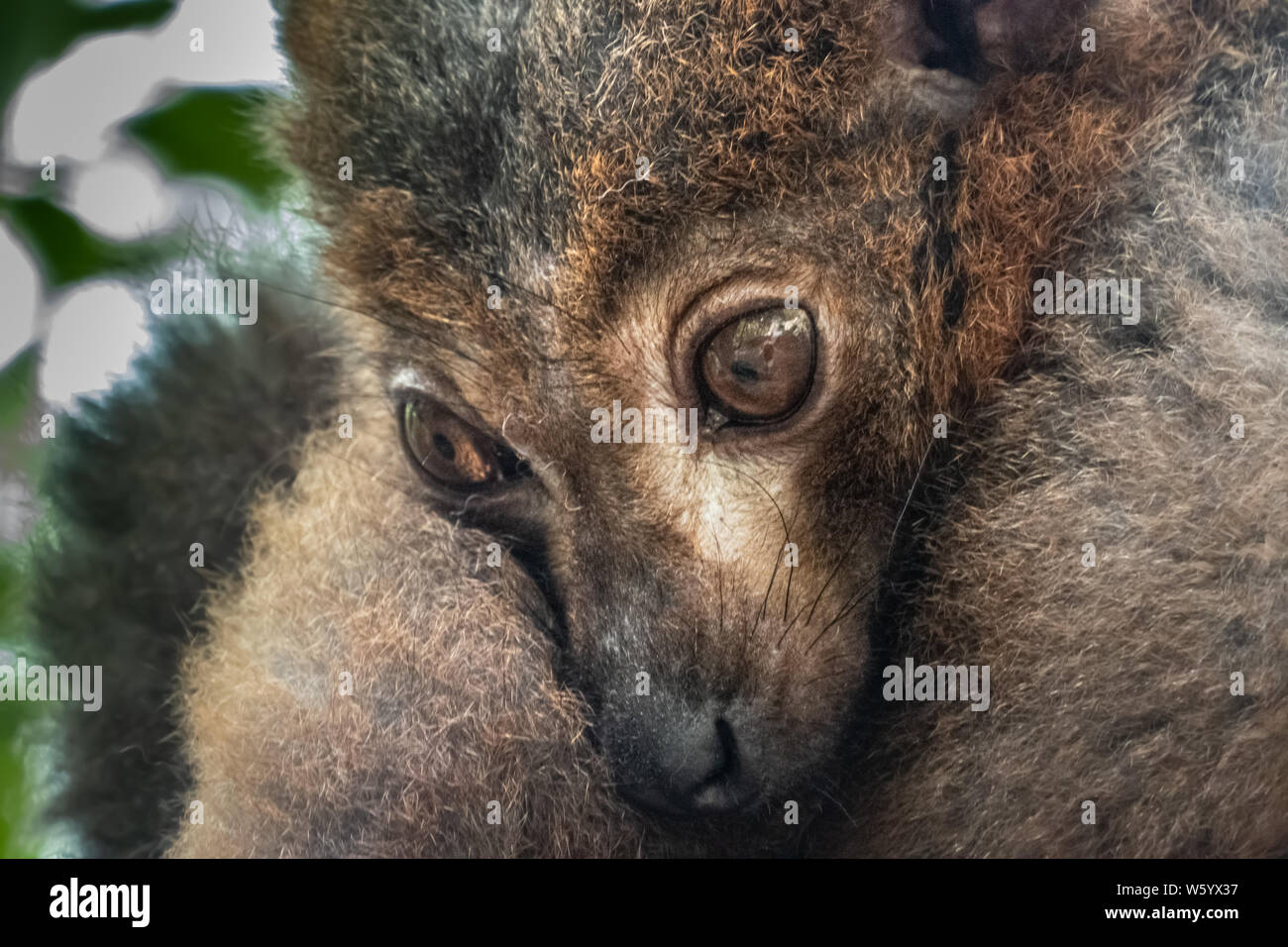 Red-fronted lemur (Eulemur rufifrons), also known as the red-fronted ...
