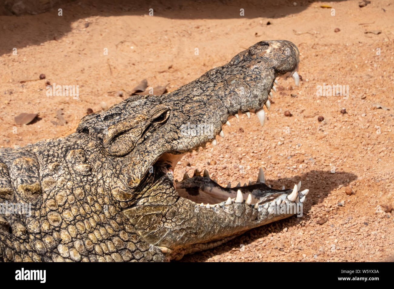Nile crocodile (Crocodylus niloticus), the largest freshwater predator ...