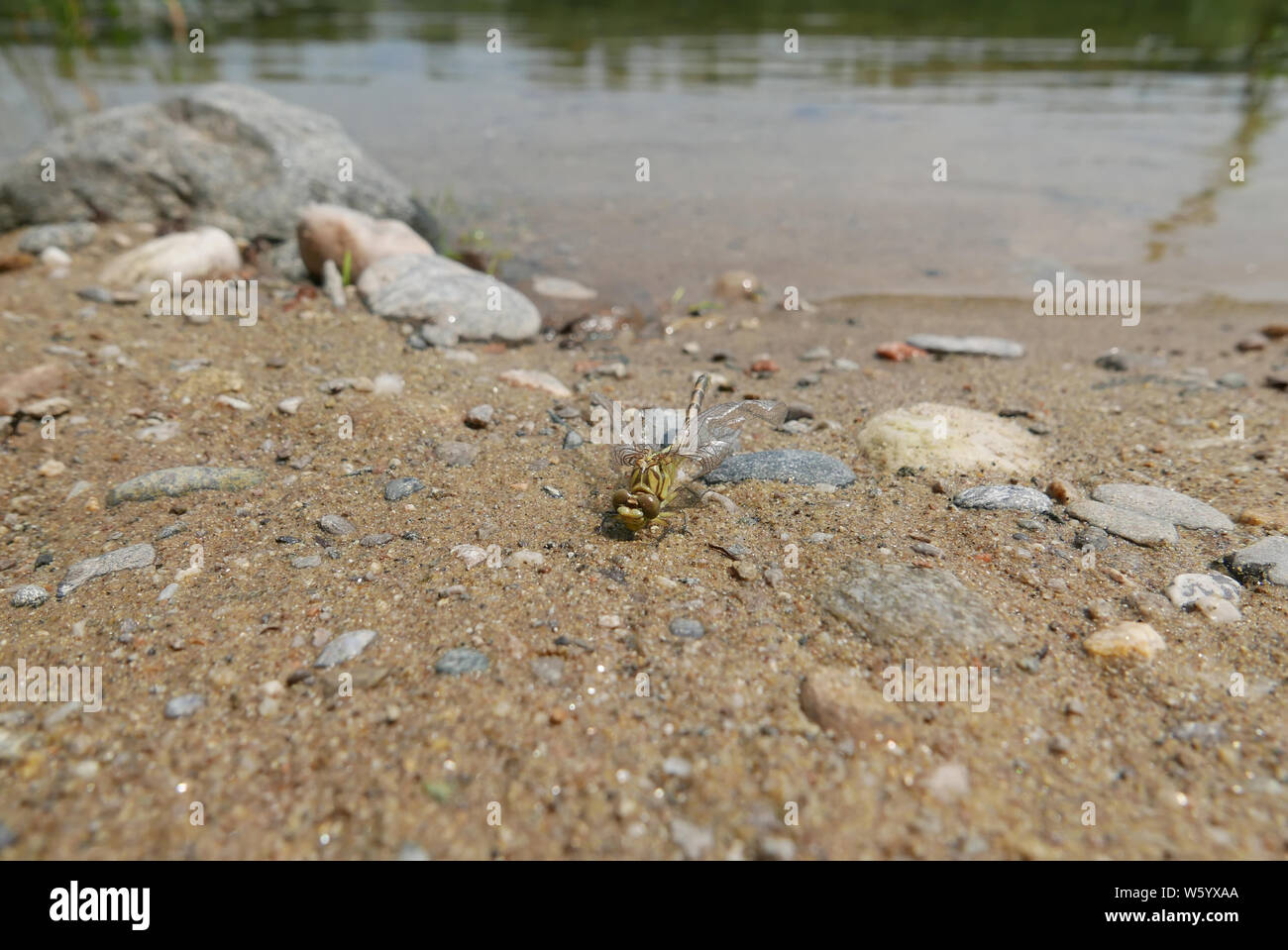 Dead dragon hi-res stock photography and images - Alamy