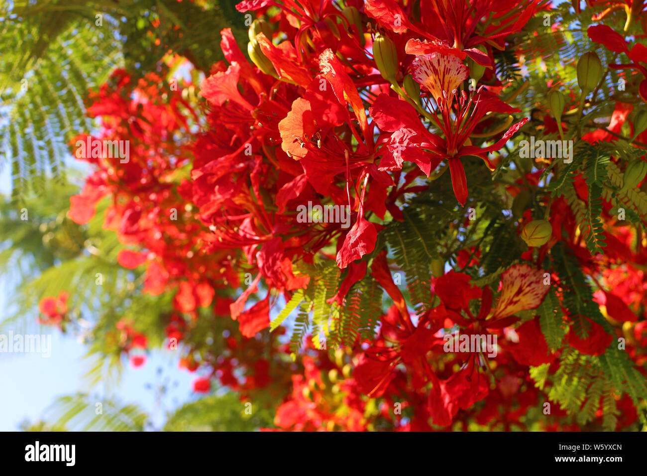 Royal poinciana flame tree hi-res stock photography and images - Alamy