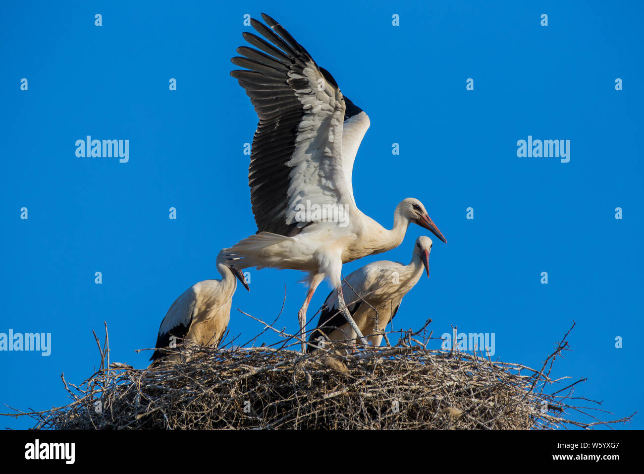 white stork babies at nest, first flight Stock Photo - Alamy