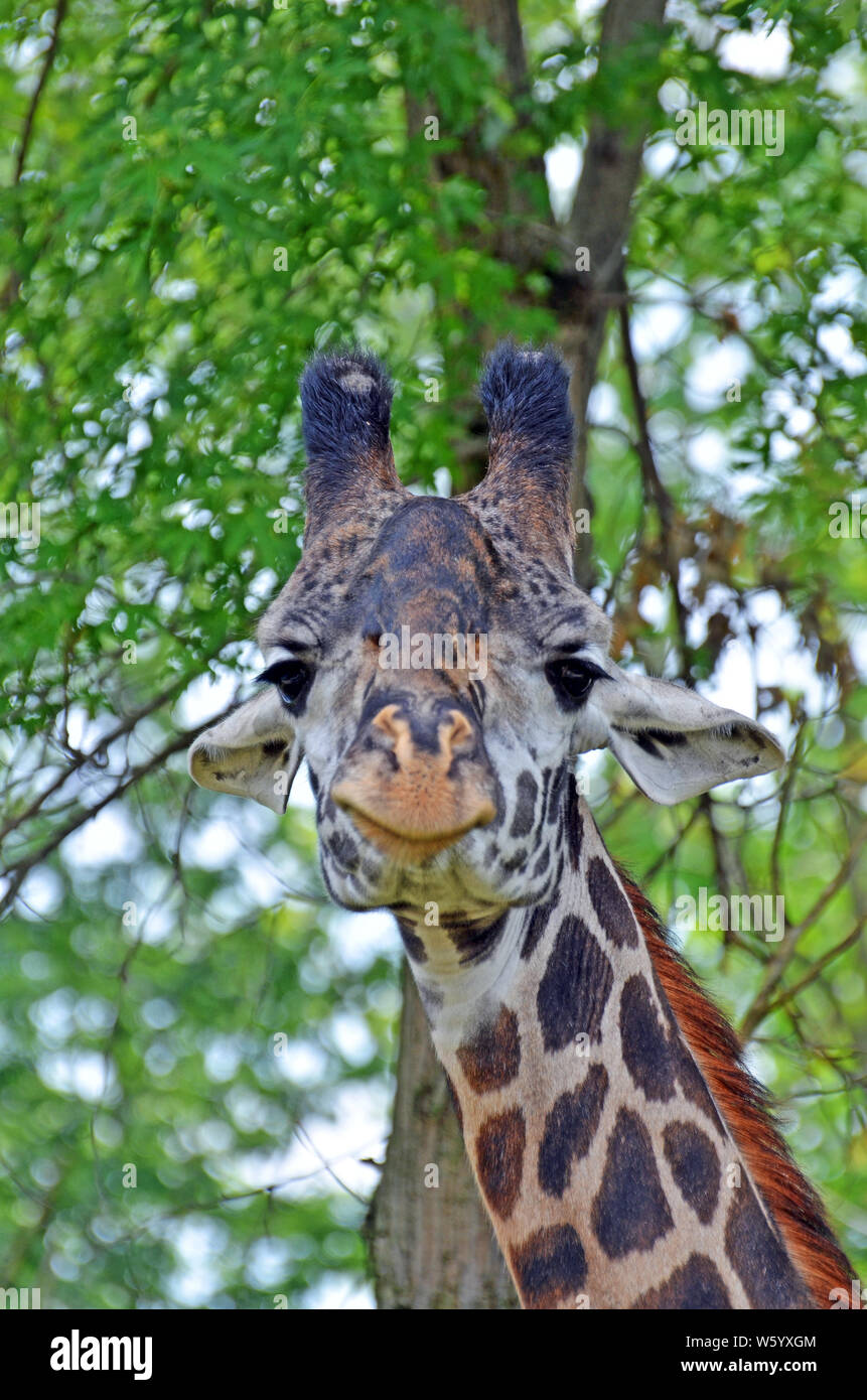 Close up of a bored giraffe face looking forward with peach nose, big ...