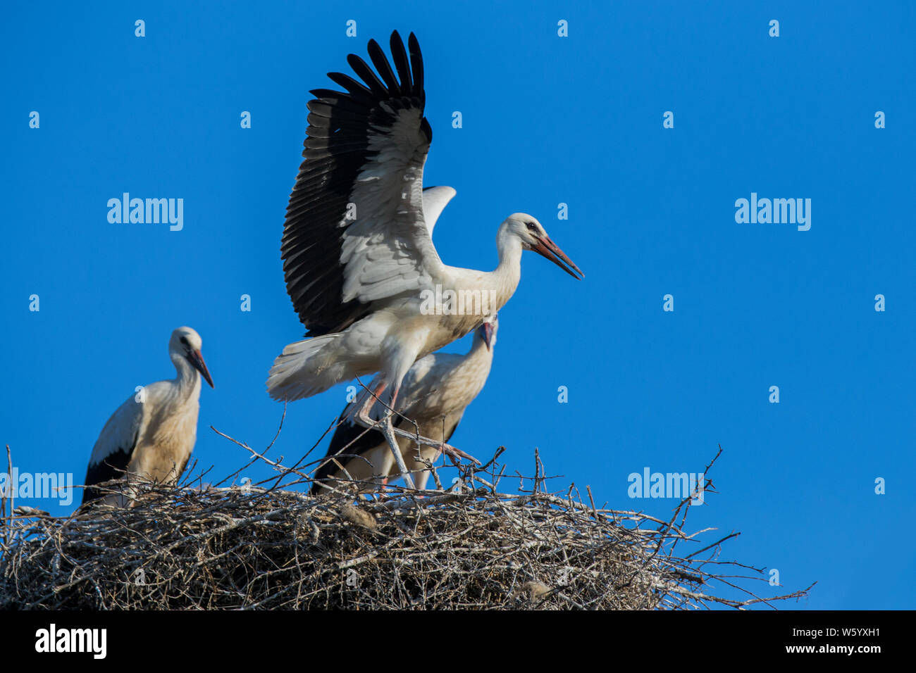 white stork babies at nest, first flight Stock Photo - Alamy