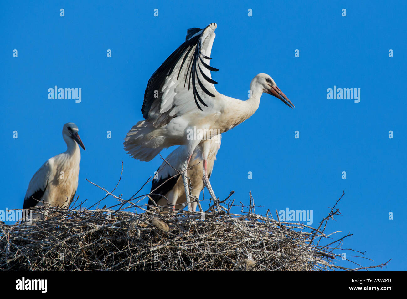 white stork babies at nest, first flight Stock Photo - Alamy