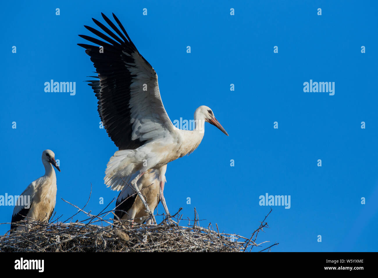 white stork babies at nest, first flight Stock Photo - Alamy