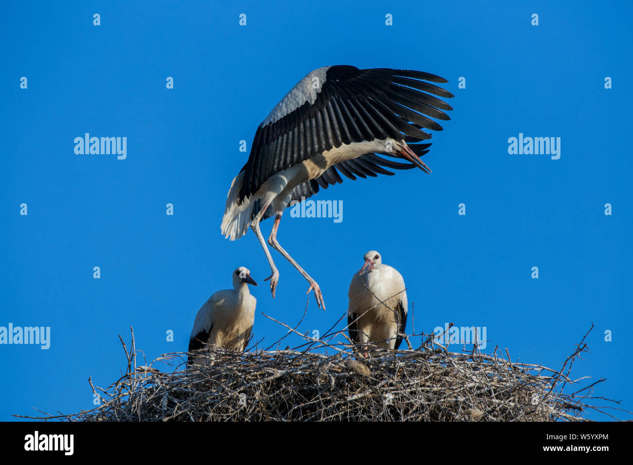 white stork babies at nest, first flight Stock Photo - Alamy