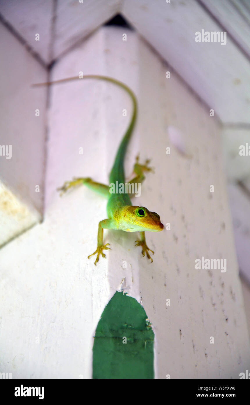 Curious green anole hi-res stock photography and images - Alamy