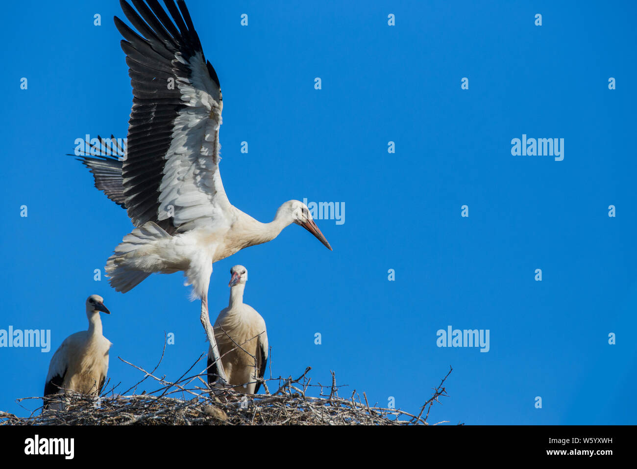 white stork babies at nest, first flight Stock Photo - Alamy