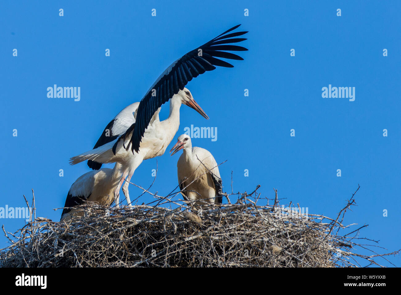 white stork babies at nest, first flight Stock Photo - Alamy