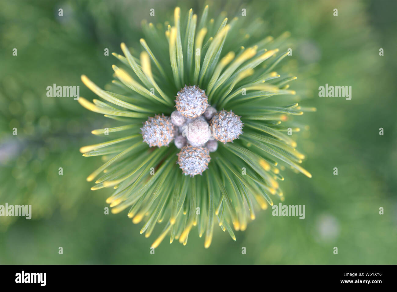 top view young flower of pine tree Stock Photo - Alamy