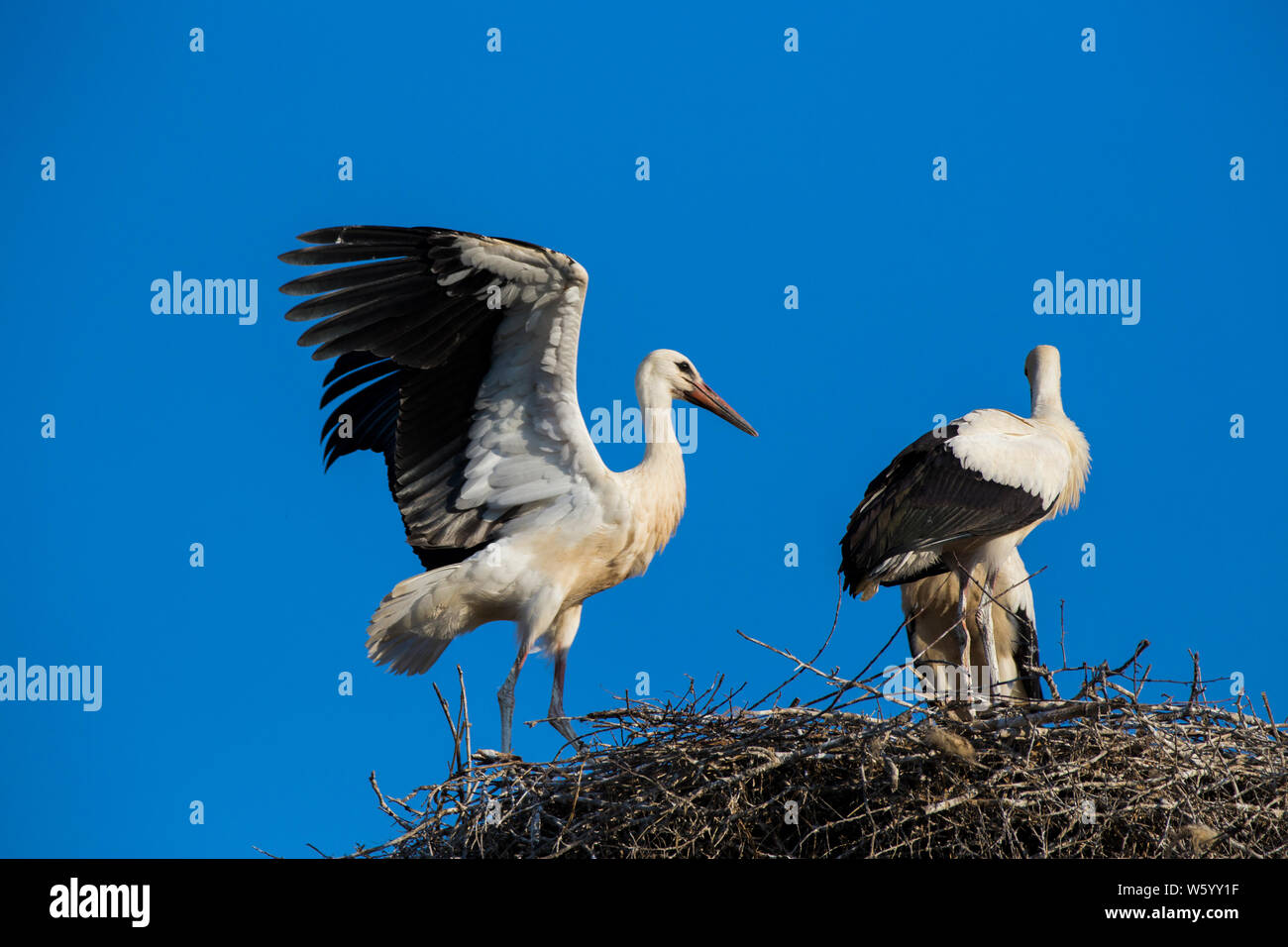 white stork babies at nest, first flight Stock Photo - Alamy