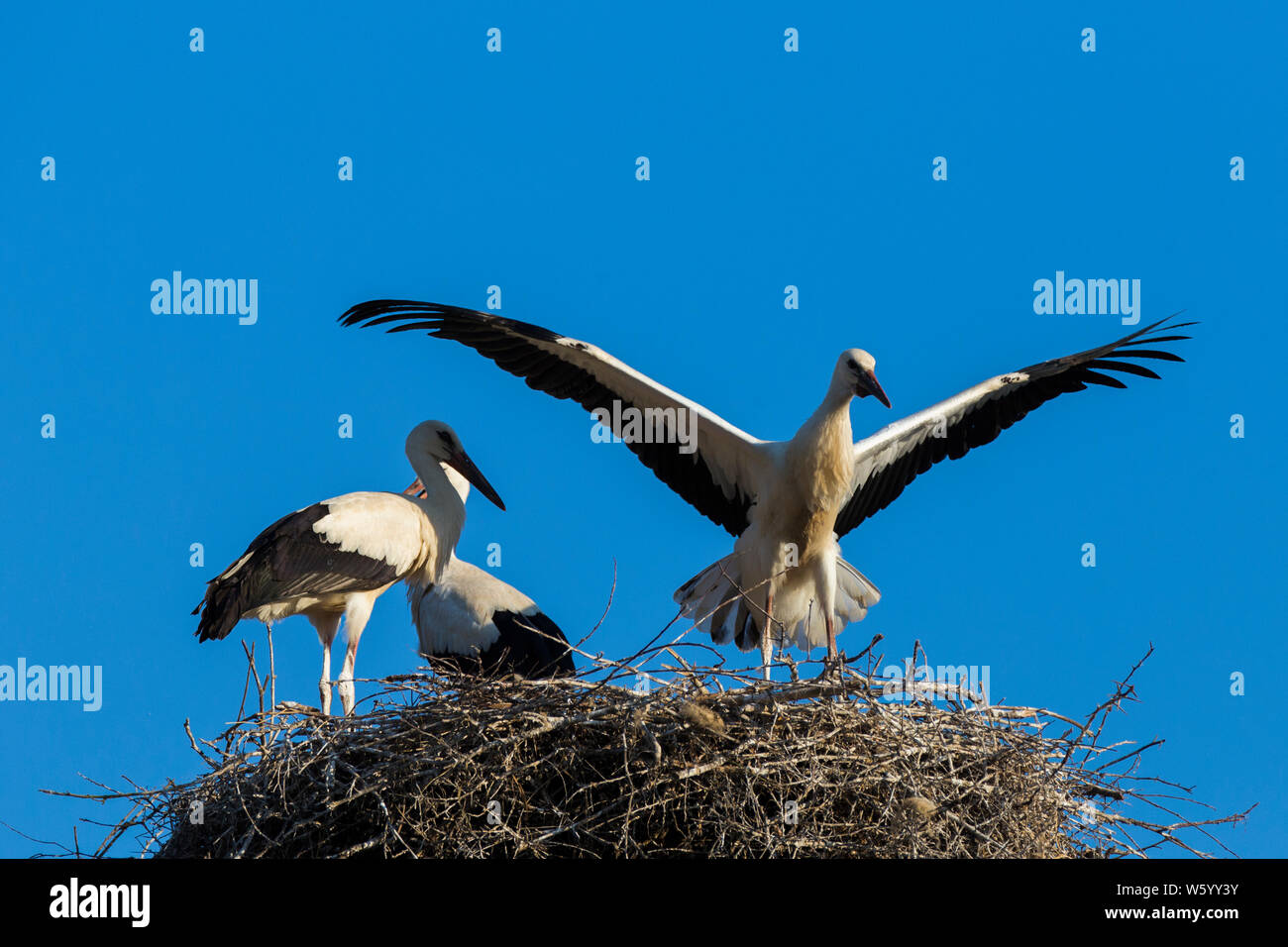white stork babies at nest, first flight Stock Photo - Alamy