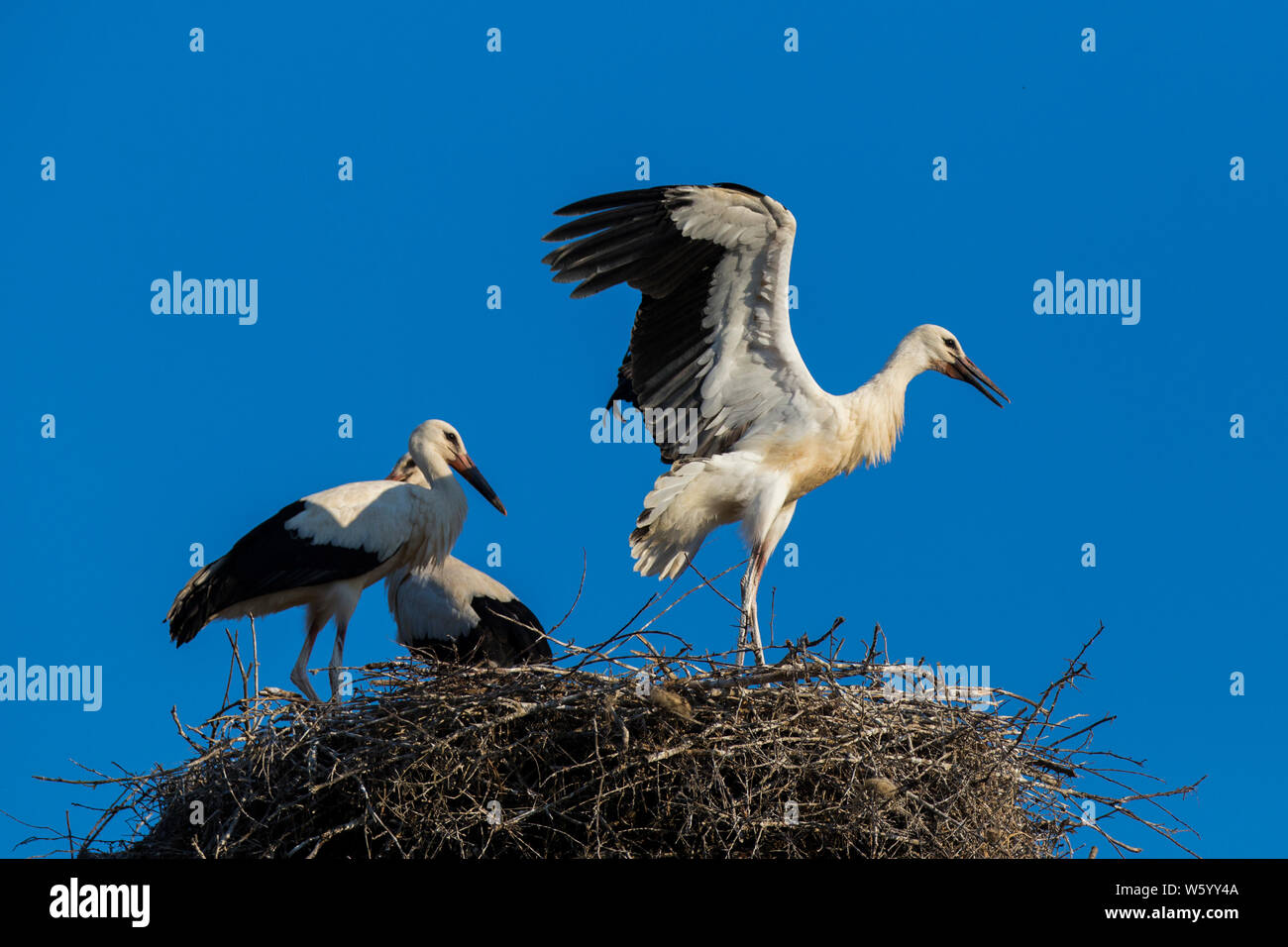 white stork babies at nest, first flight Stock Photo - Alamy