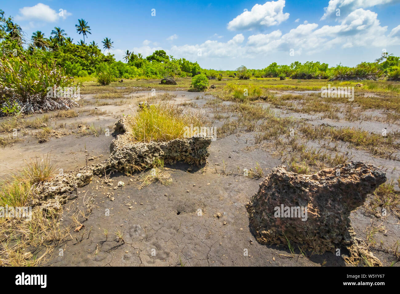 Jungle forest swamp on a clear sunny day Jozani Chwaka Bay National ...