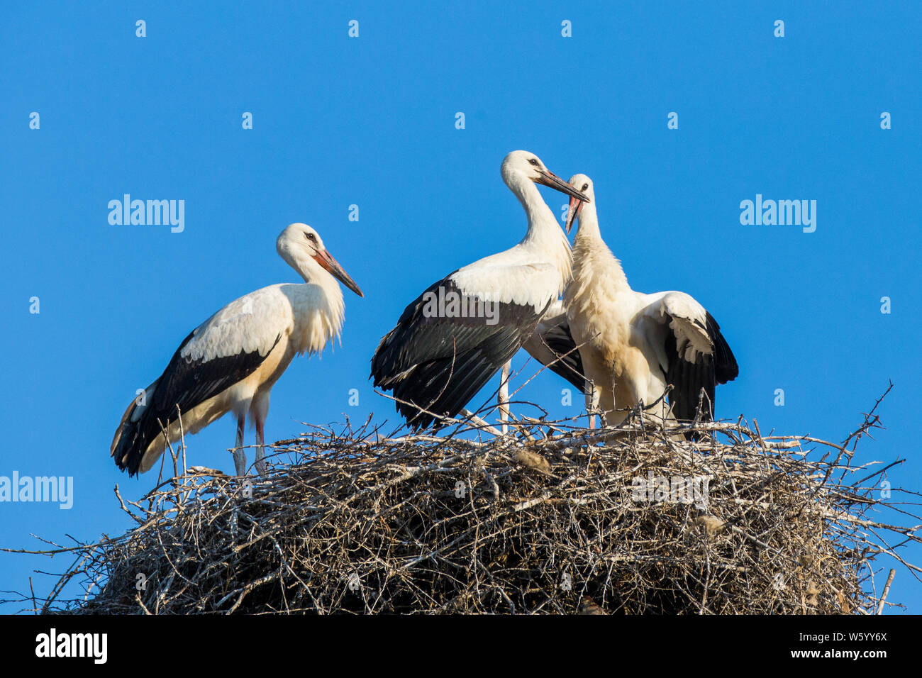 white stork babies at nest, first flight Stock Photo - Alamy