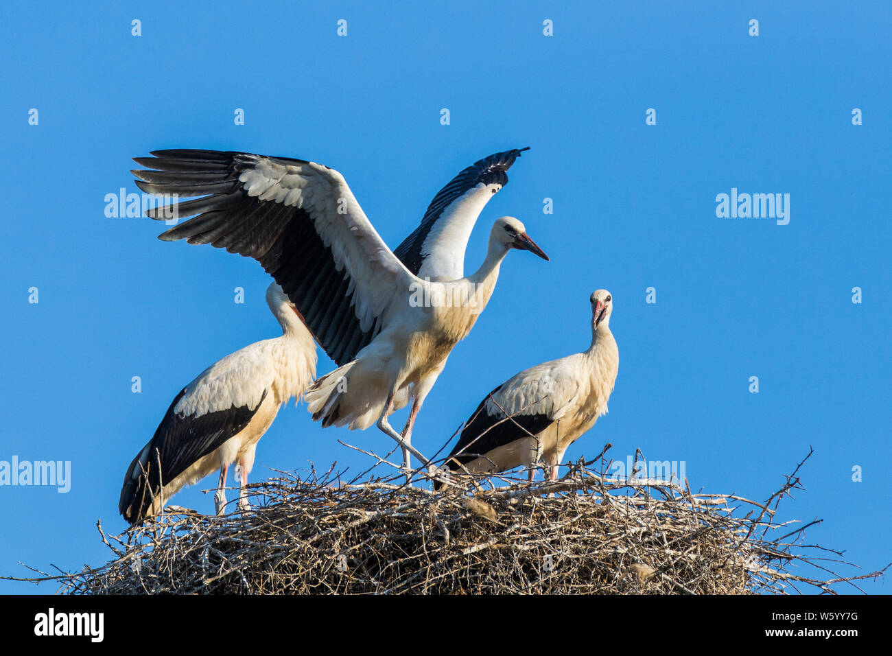 white stork babies at nest, first flight Stock Photo - Alamy