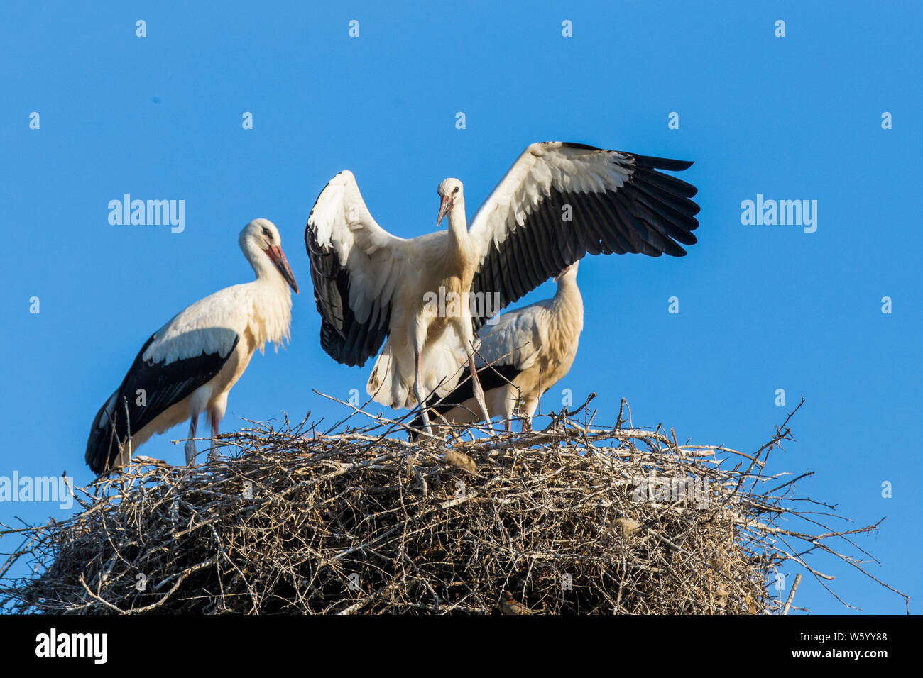 white stork babies at nest, first flight Stock Photo - Alamy