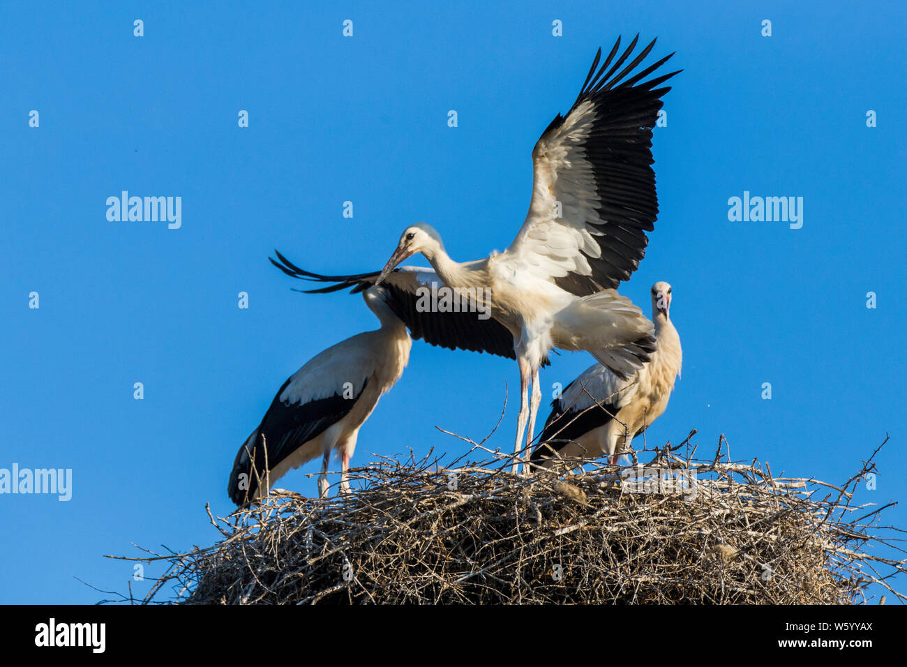 white stork babies at nest, first flight Stock Photo - Alamy