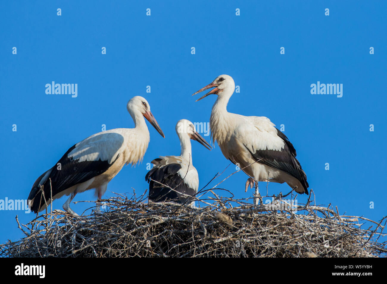 white stork babies at nest, first flight Stock Photo - Alamy