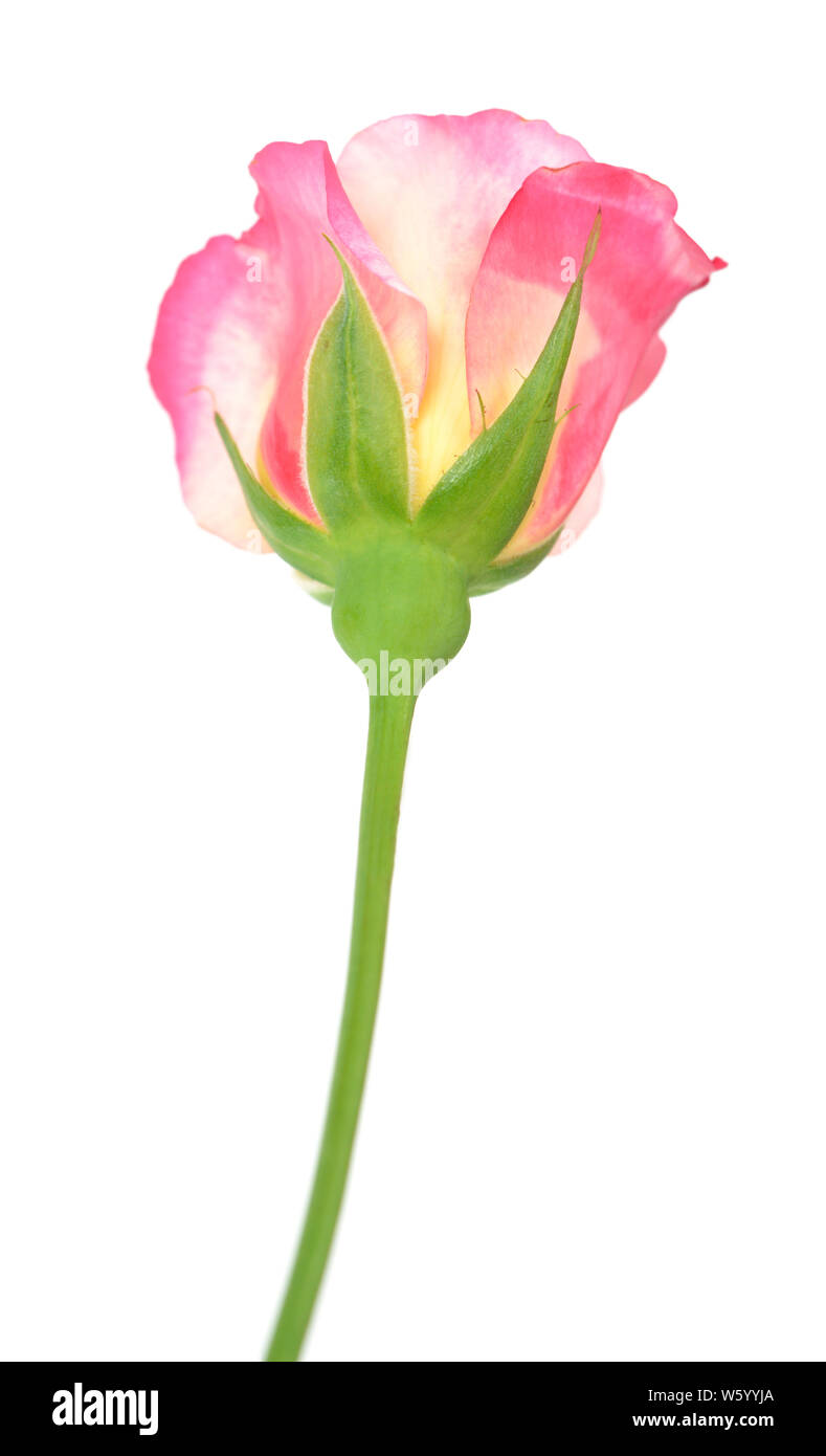 single rose for love gift isolated on white Stock Photo - Alamy