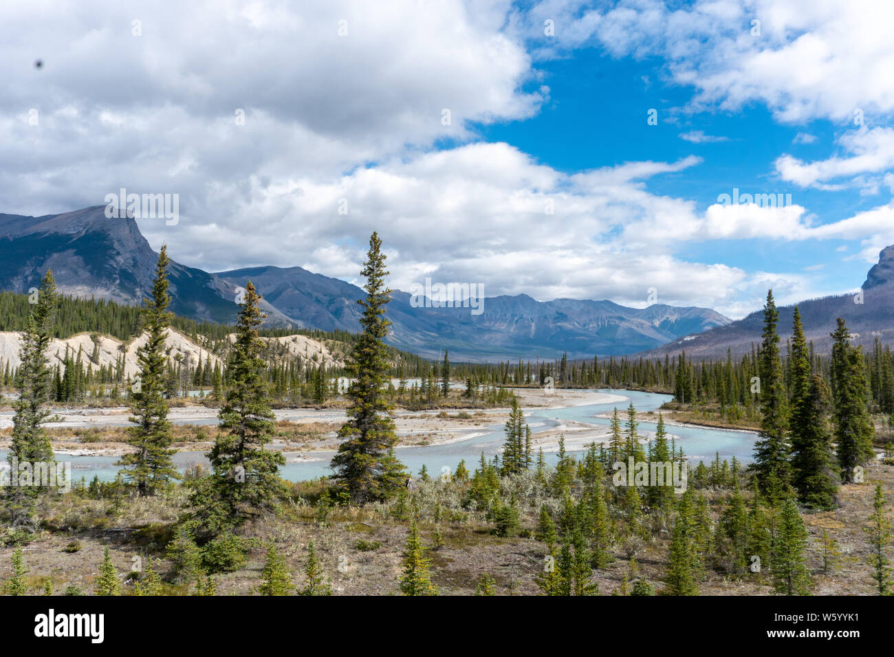 The desolate forest Stock Photo - Alamy