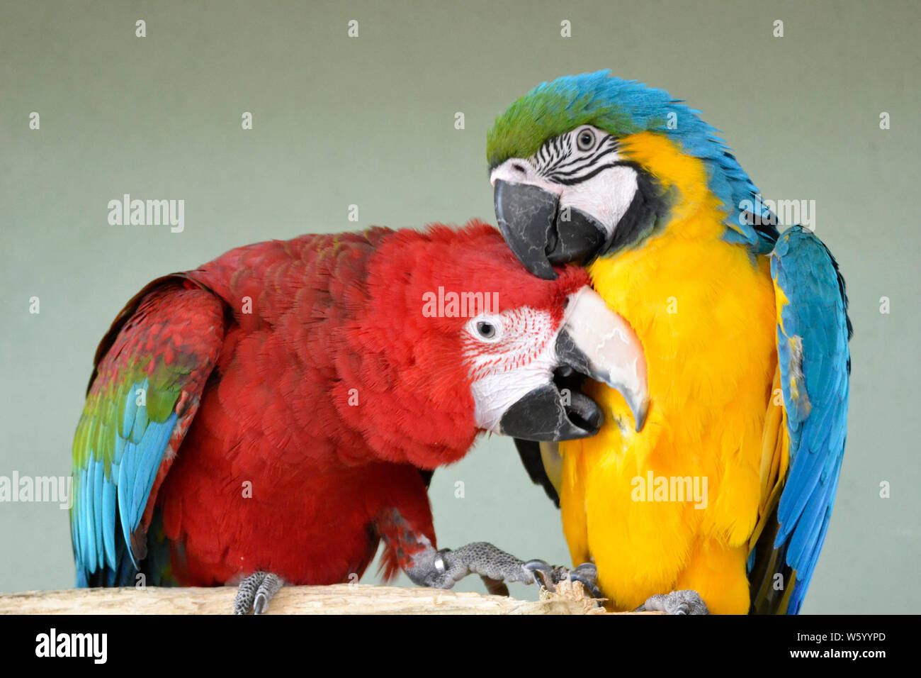 Scarlet macaw couple hi-res stock photography and images - Alamy
