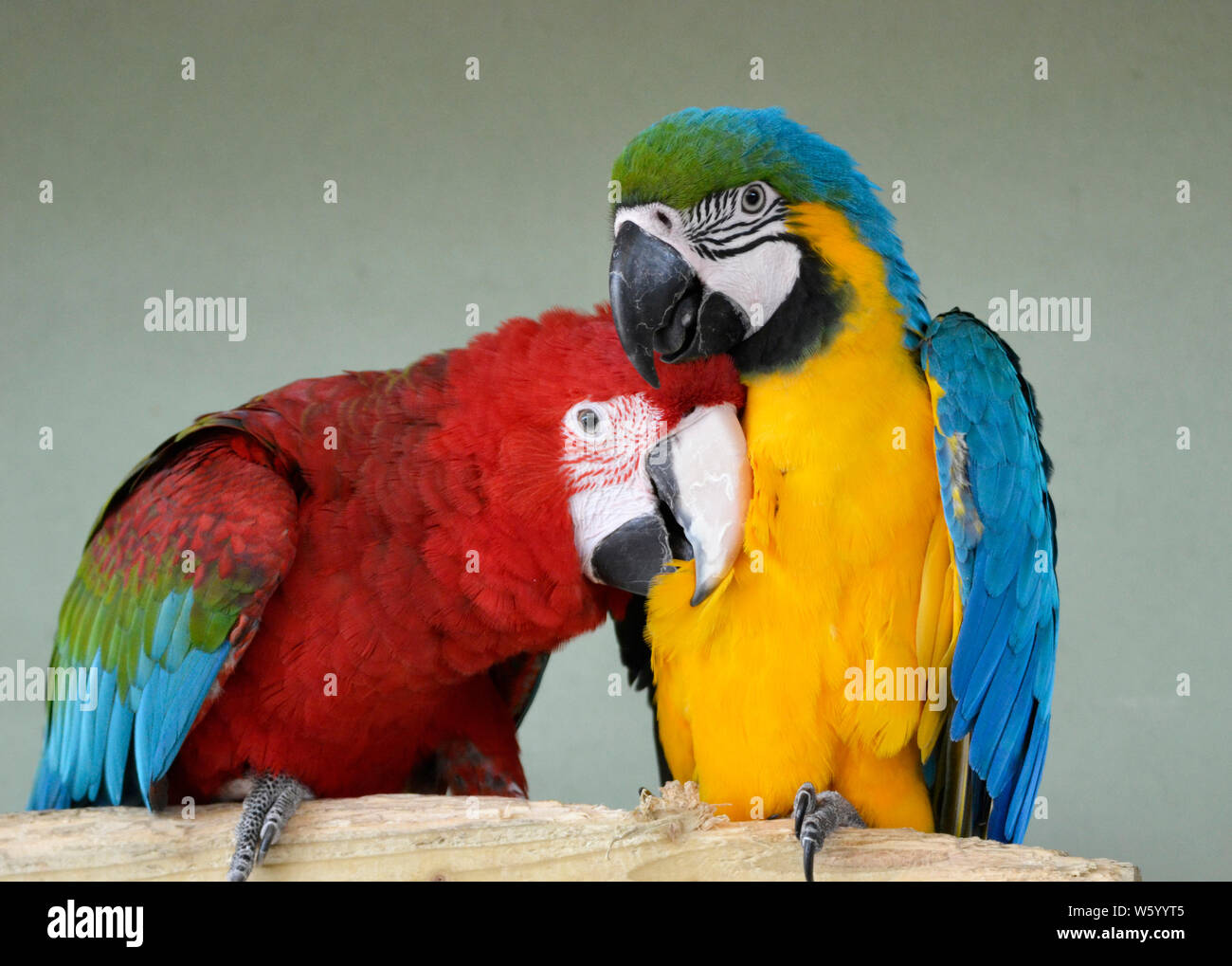 Macaw parrots at the Lincolnshire Wildlife Park, Friskney, Boston ...