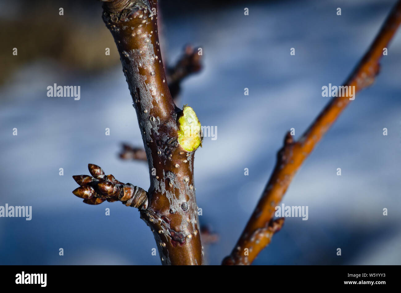 Freshly cut tree branch hi-res stock photography and images - Alamy