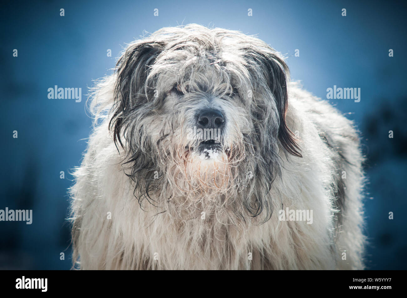 Romanian shepherd dog hi-res stock photography and images - Alamy