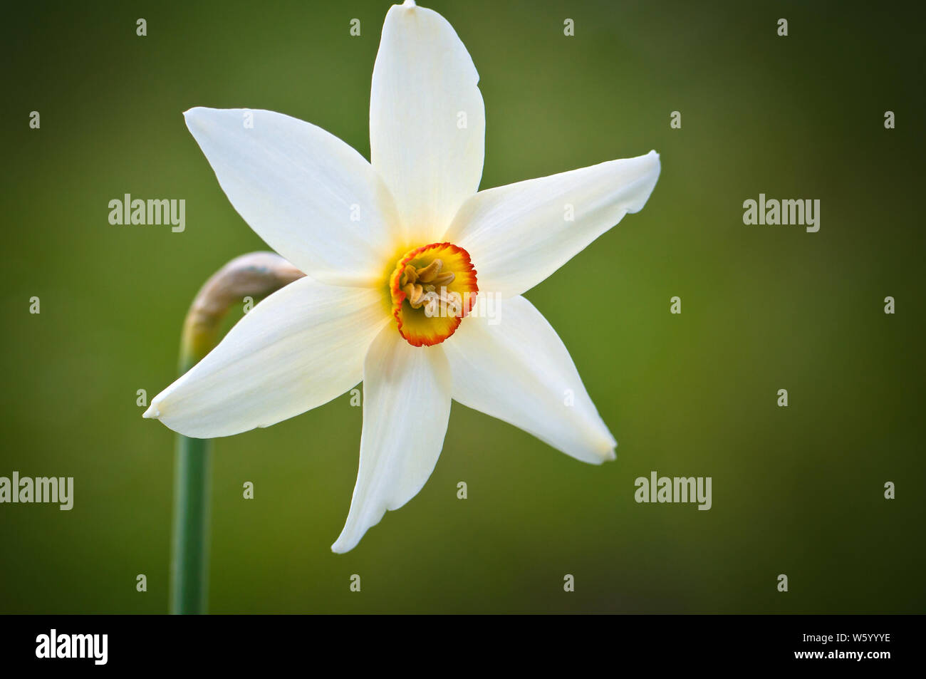 Poiana narciselor hi-res stock photography and images - Alamy