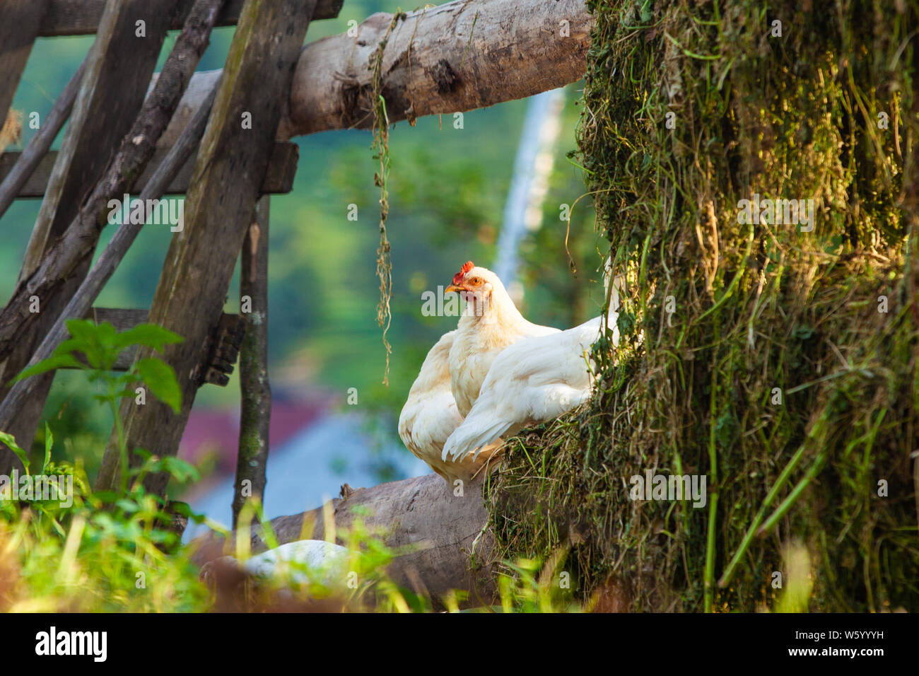 Free range white chicken Stock Photo - Alamy