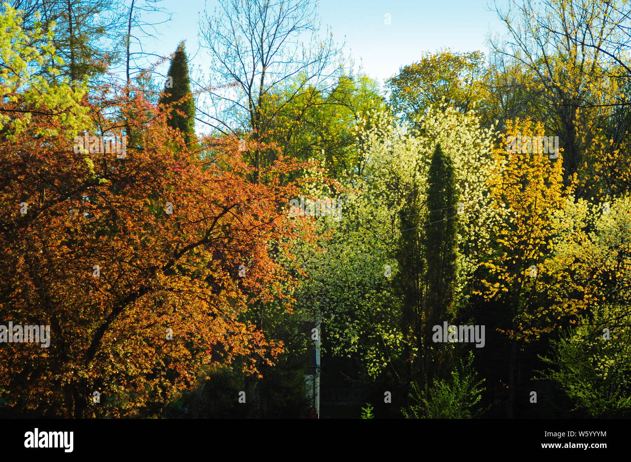Different colors of the trees in bloom in a park Stock Photo - Alamy