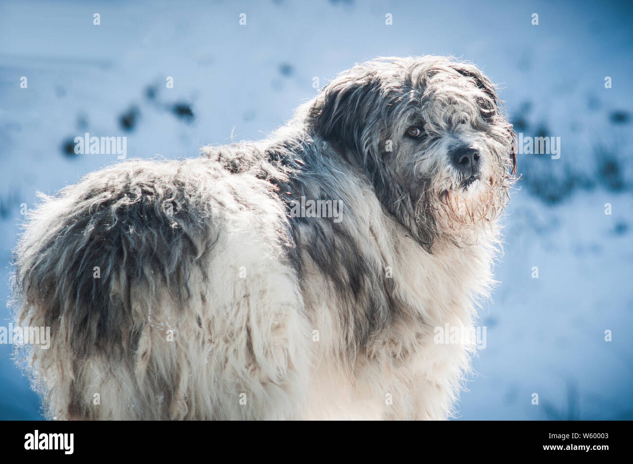 Romanian shepherd hi-res stock photography and images - Alamy
