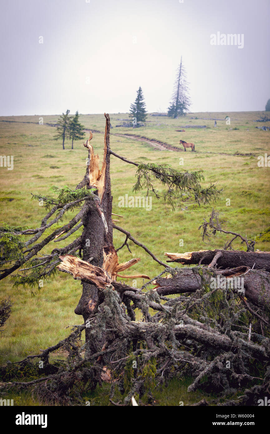 Blowing trees storm rain hi-res stock photography and images - Alamy