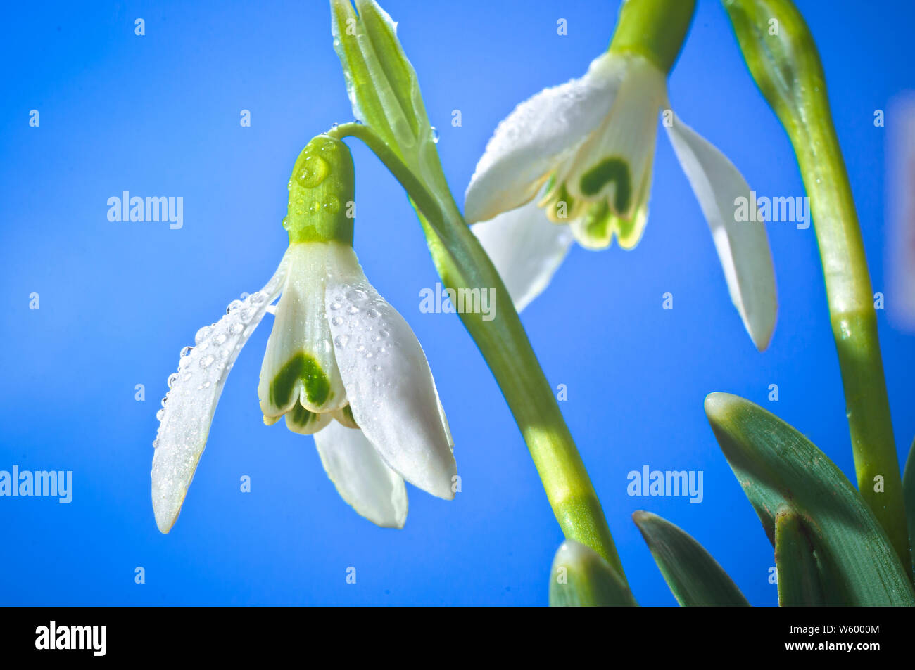 Snowdrops against blue background Stock Photo - Alamy