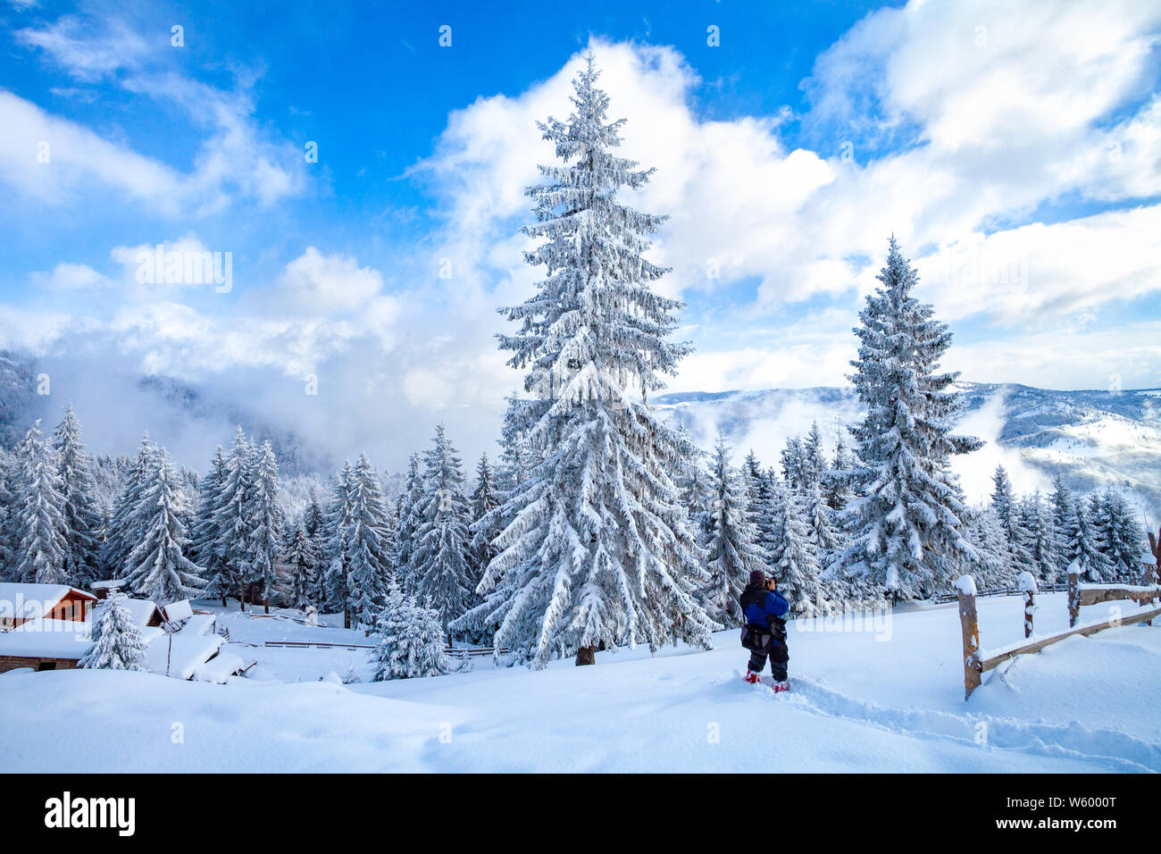 Beautiful fir tree and spruce winter landscape background Stock Photo ...