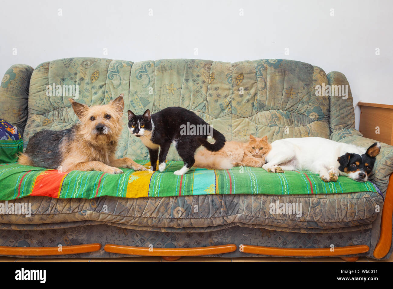 Pet family sitting on the sofa Stock Photo - Alamy