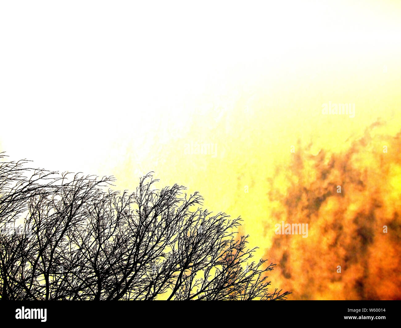 Fire getting closer to some dry tree branches Stock Photo - Alamy