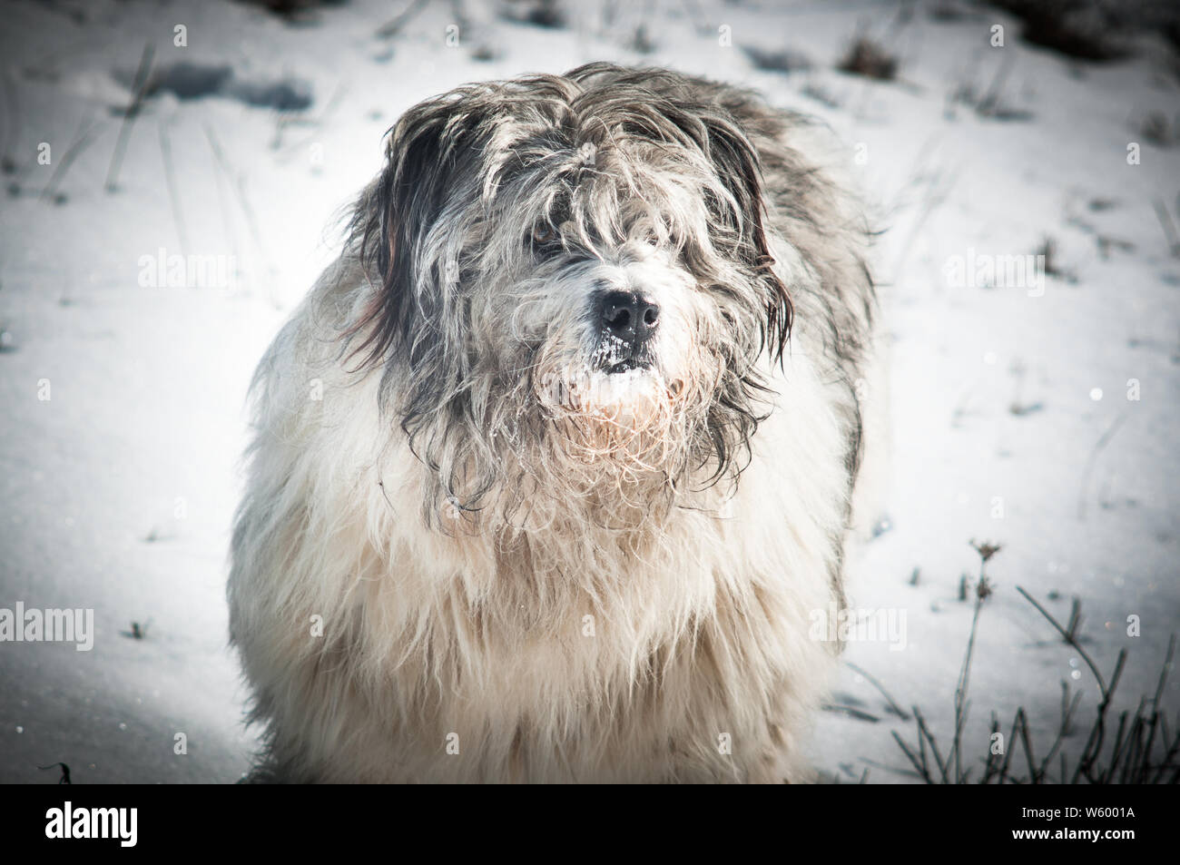 Romanian hunting dog breed hi-res stock photography and images - Alamy