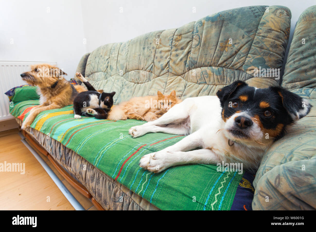 Pet family sitting on the sofa Stock Photo - Alamy