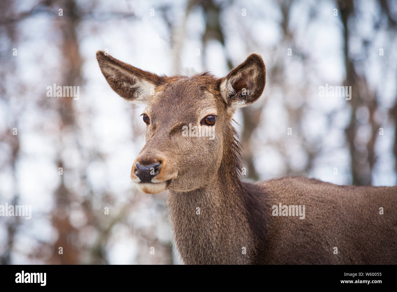 Doe close range portrait Stock Photo - Alamy