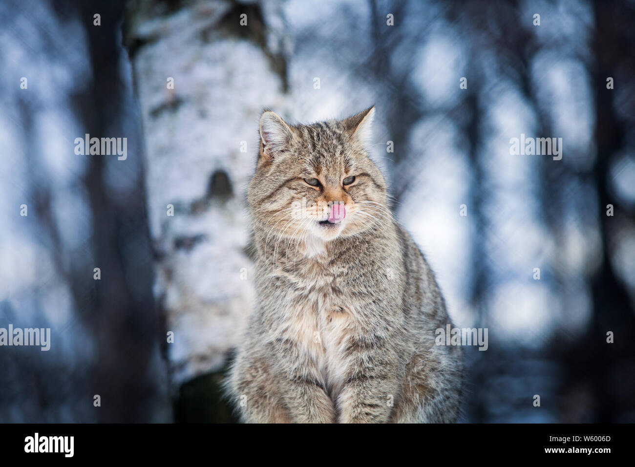 Beautiful wild cat in winter Stock Photo - Alamy