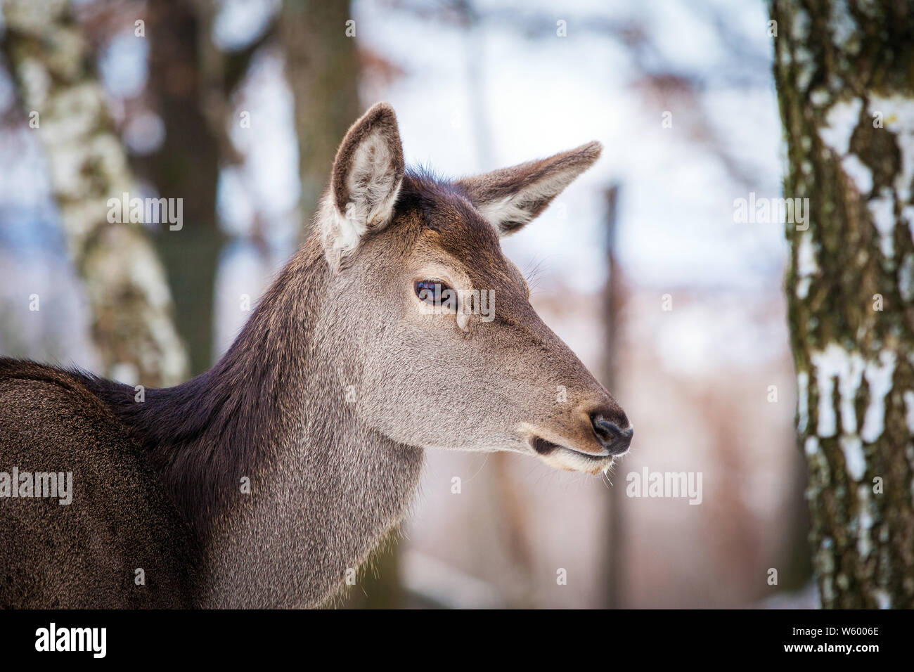 Doe close range portrait Stock Photo - Alamy