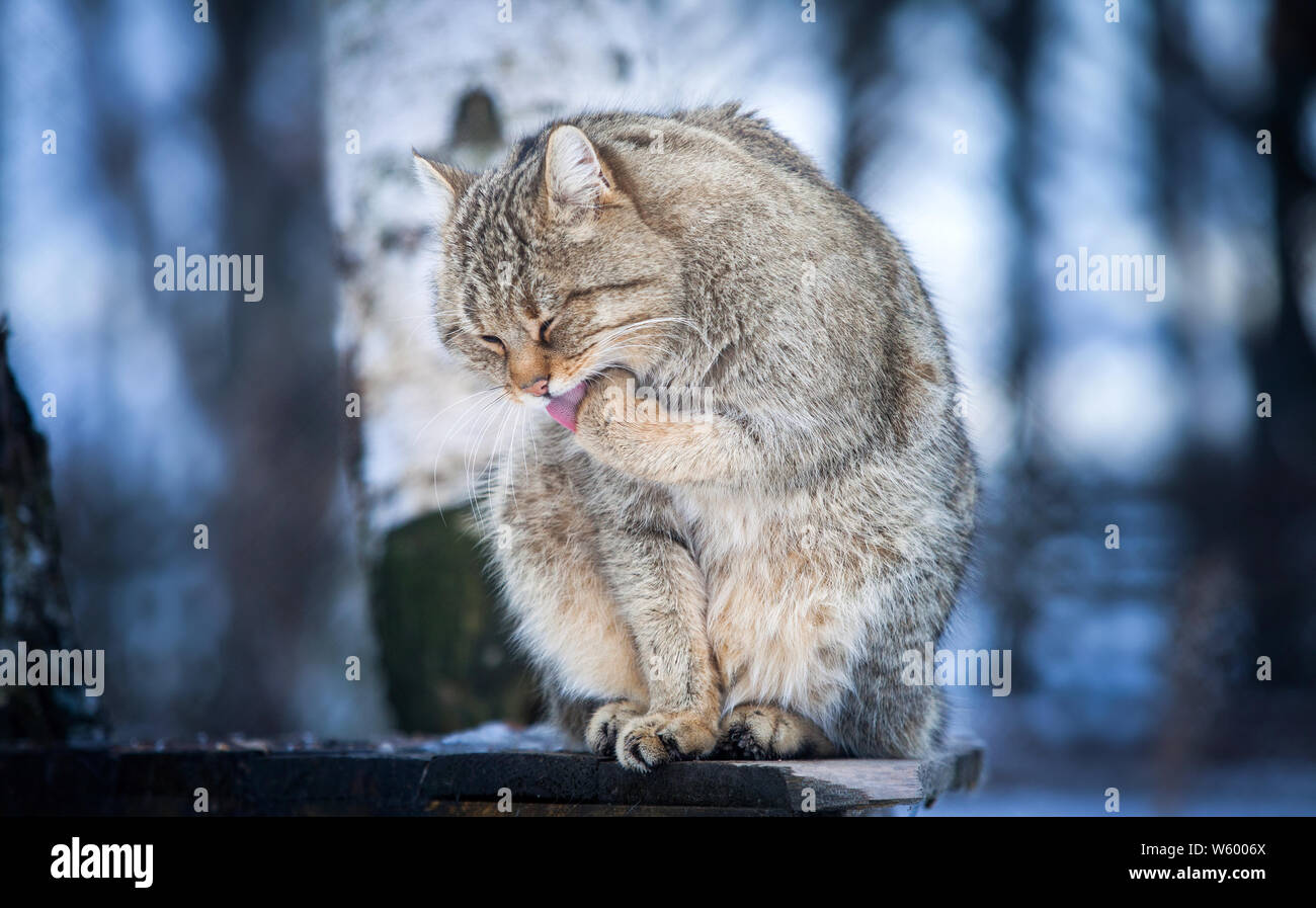 Beautiful wild cat hi-res stock photography and images - Alamy