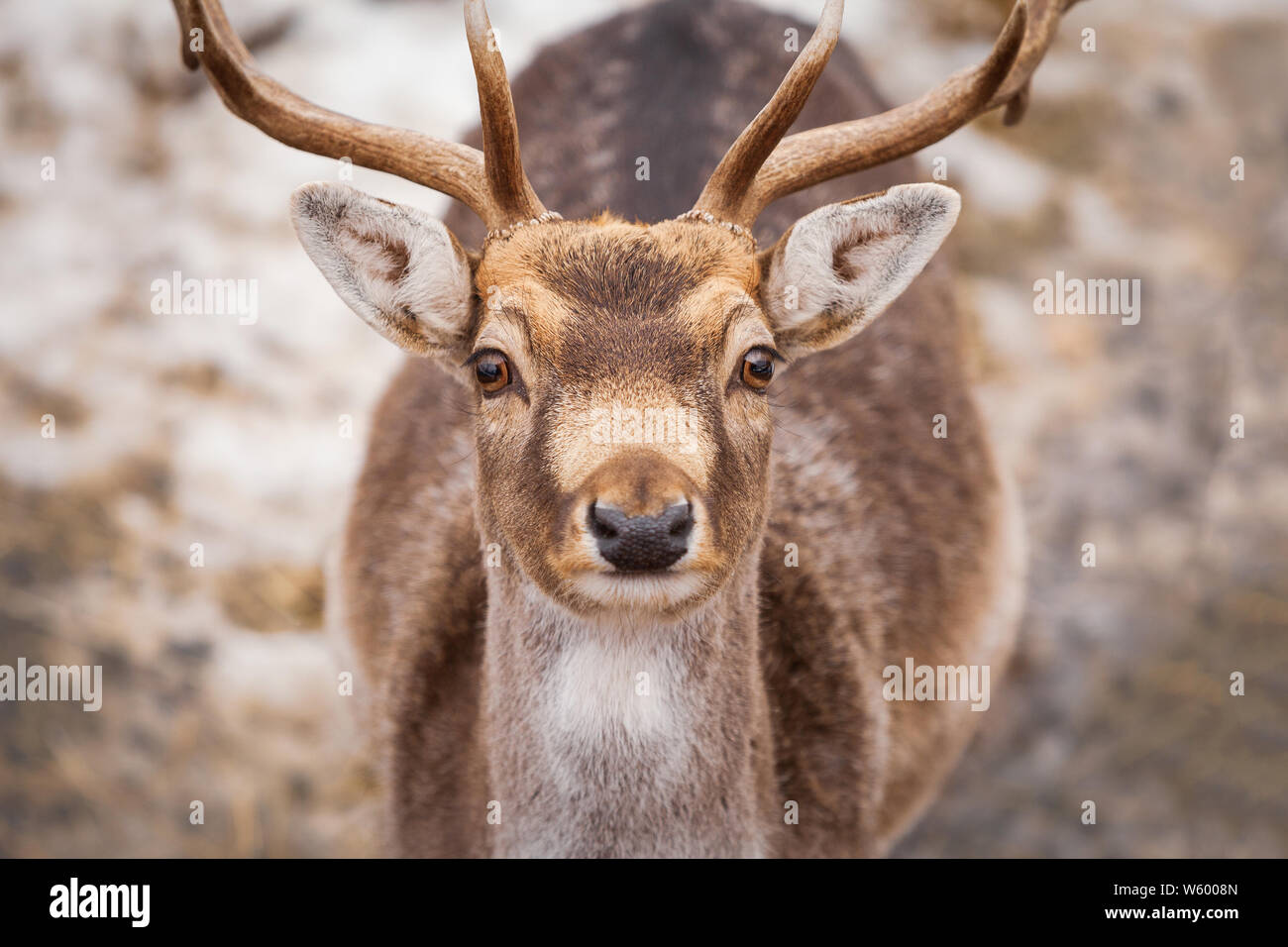 Beautiful male deer in winter Stock Photo - Alamy